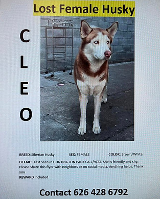 Husky Highway - Lost Huskies | Husky Halfway House